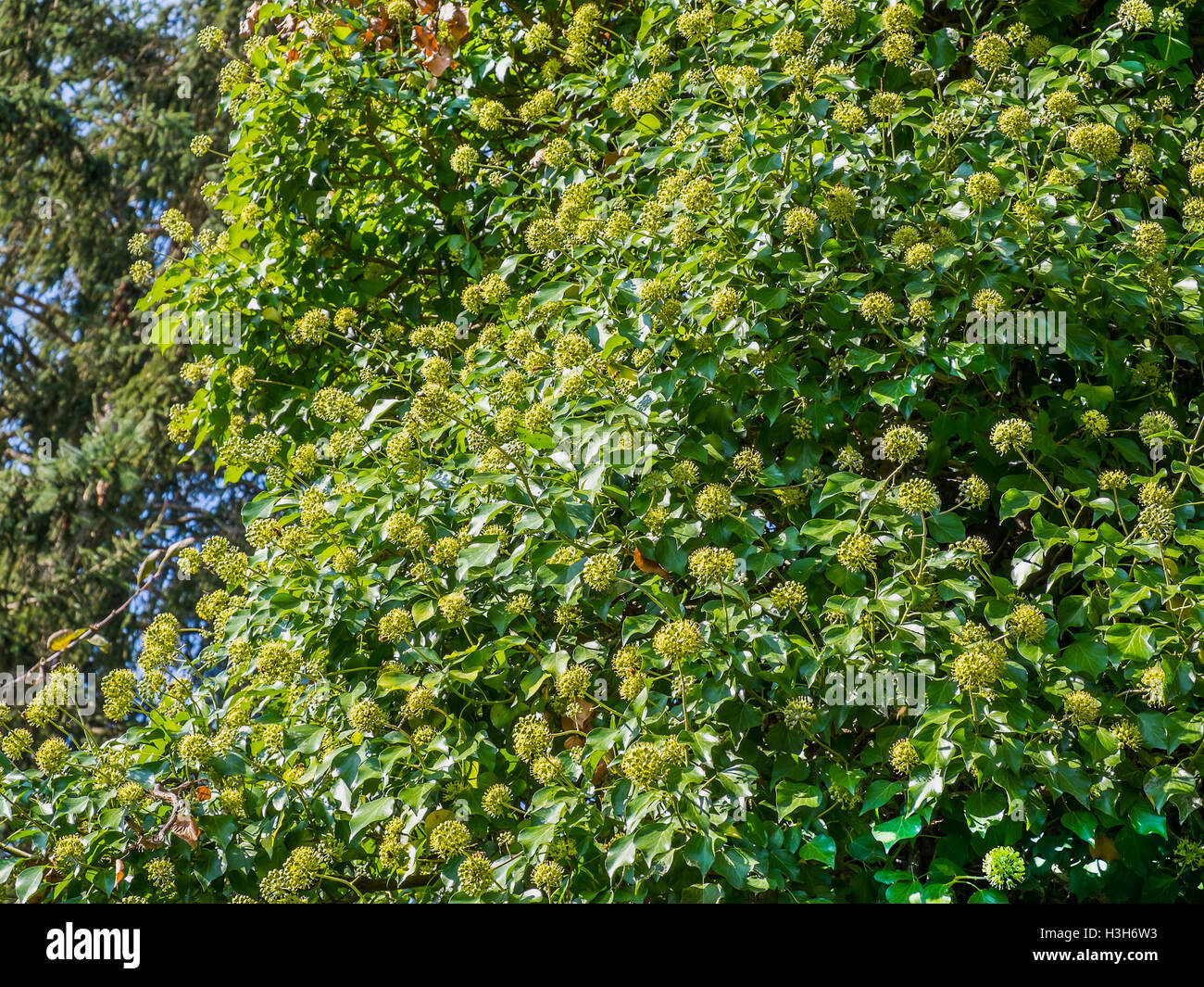 Climbing Ivy plant in flower - France Stock Photo - Alamy