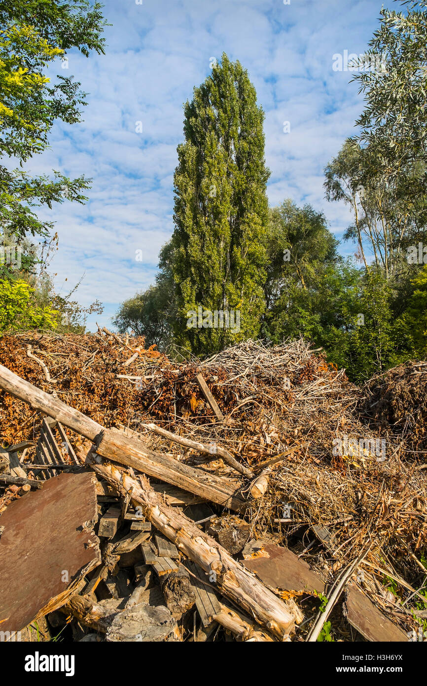 Pile of waste wood and dead branches - France Stock Photo - Alamy