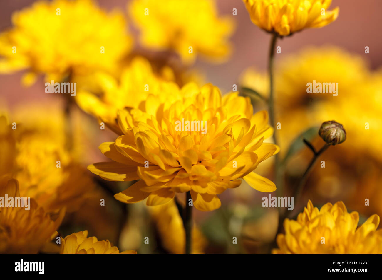 Yellow Chrysanthemum flower blooms in autumn in a botanical garden ...