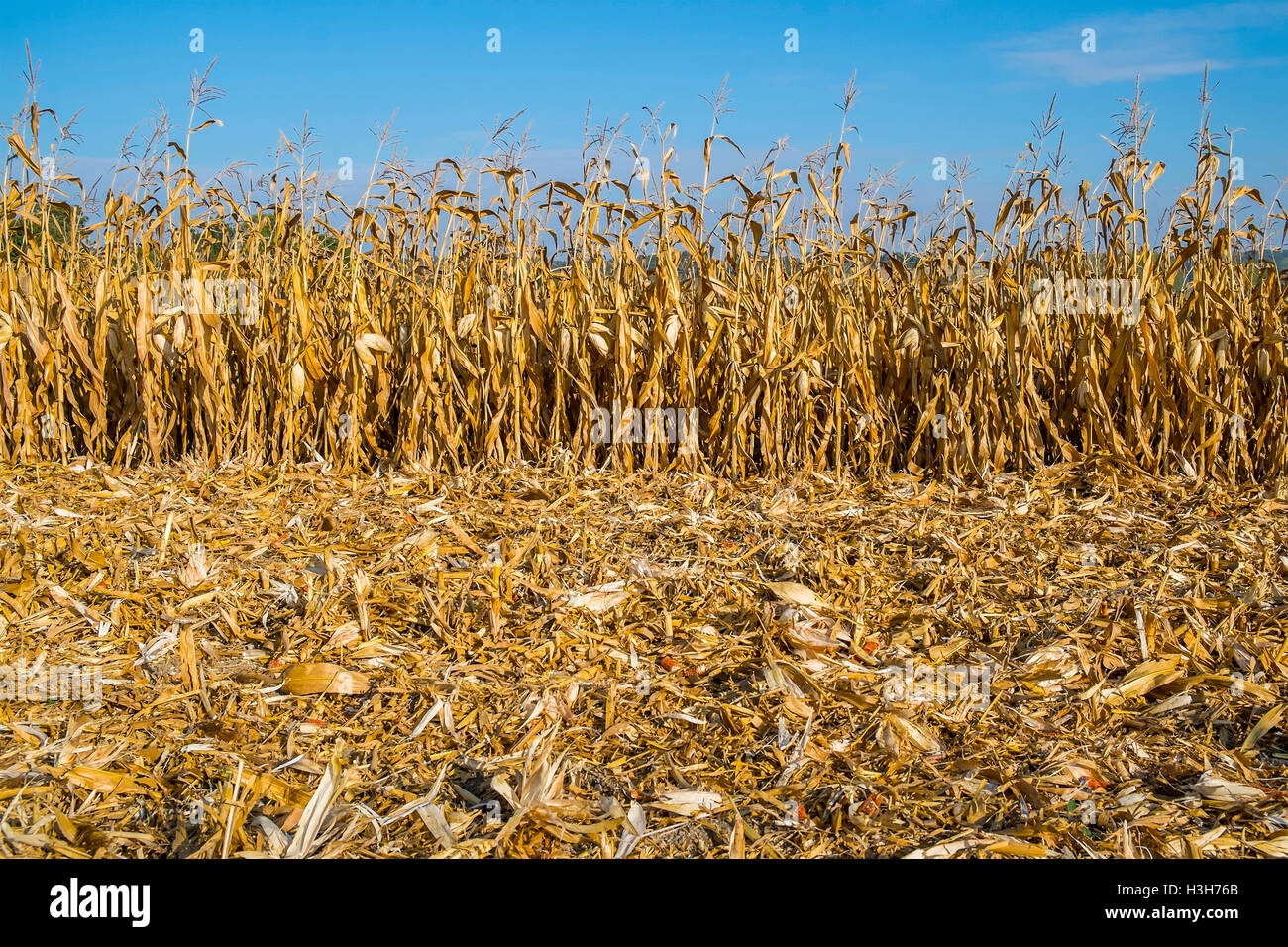 Field of Sweet Corn during harvest - France Stock Photo - Alamy