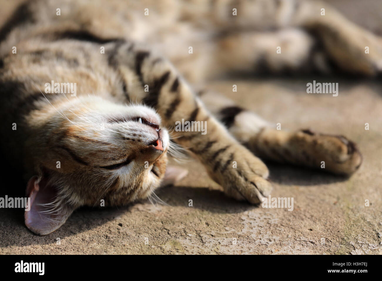 Portrait of a happy sleeping cat Stock Photo - Alamy