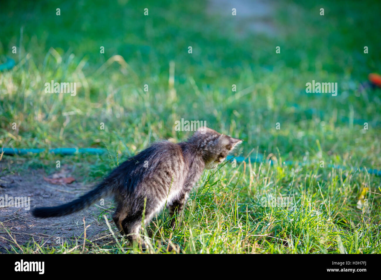 Baby running garden hi-res stock photography and images - Alamy