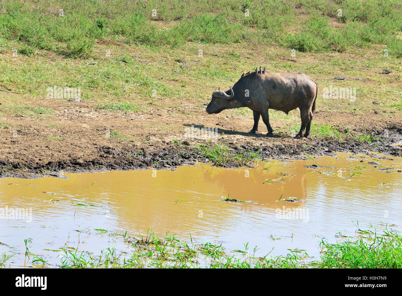 The African buffalo or Cape buffalo with birds resting on its back for ...
