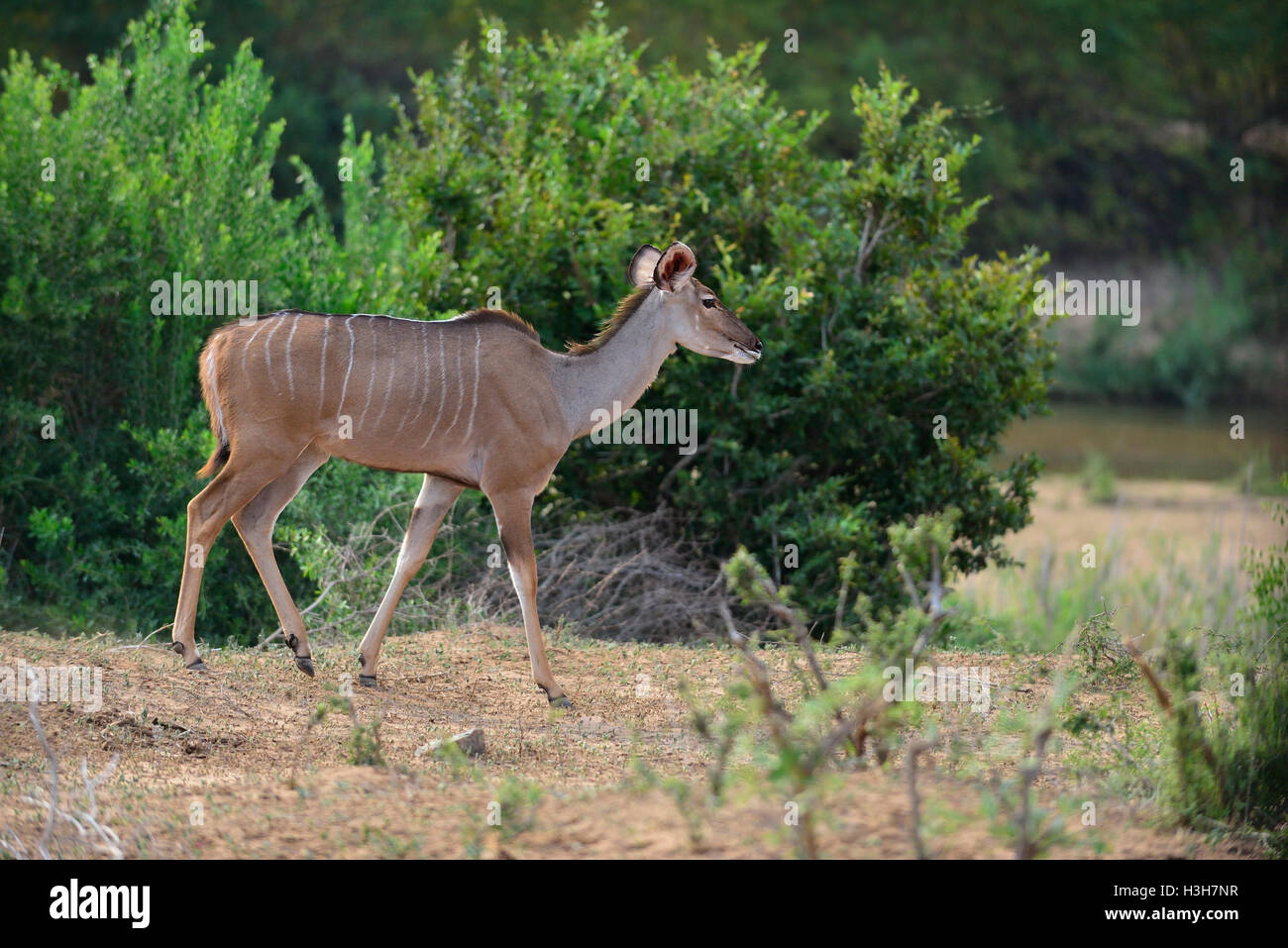 Female Nyala on the river bank of the Lower Sabie Rive Kruger Park ...