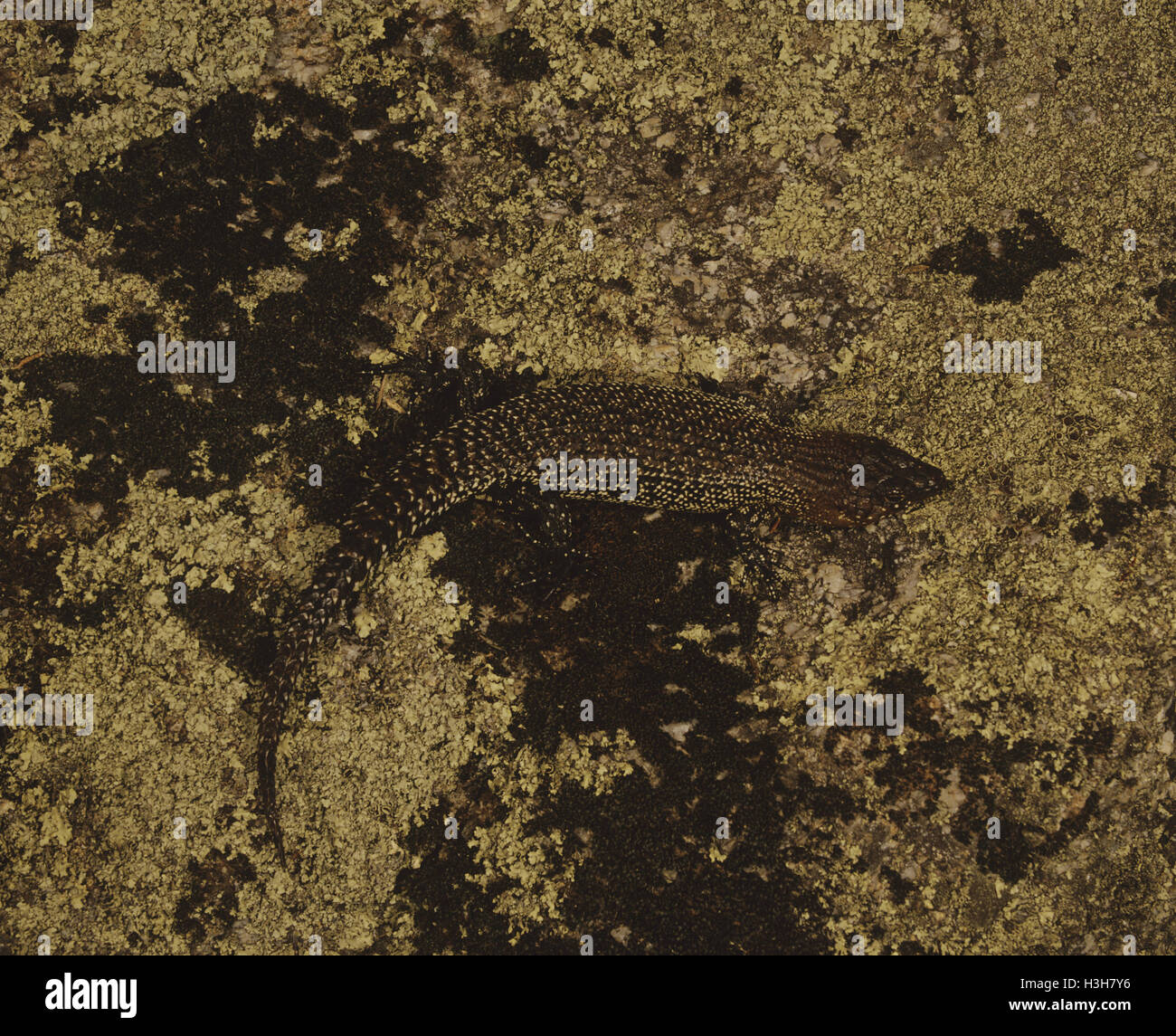 Cunningham's skink (Egernia cunninghami Stock Photo - Alamy