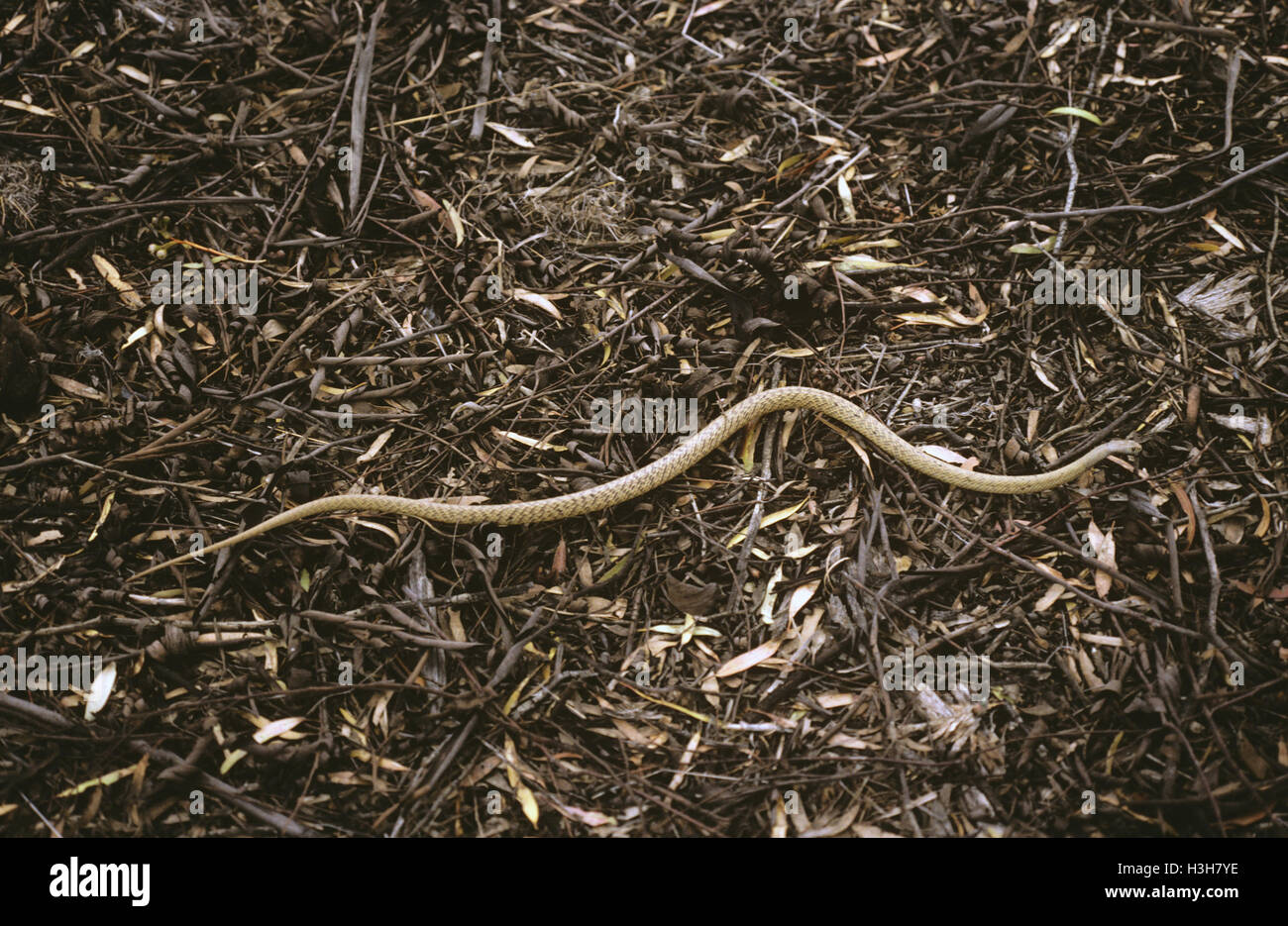 Eastern brown snake hi-res stock photography and images - Alamy
