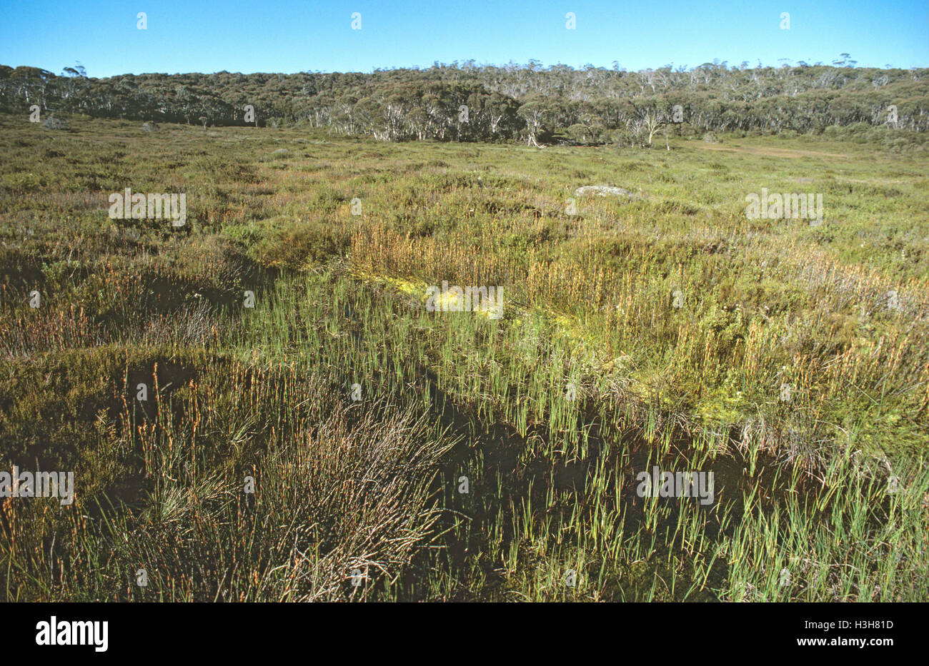 Alpine swamp habitat of the Northern corroboree frog (Pseudophryne ...