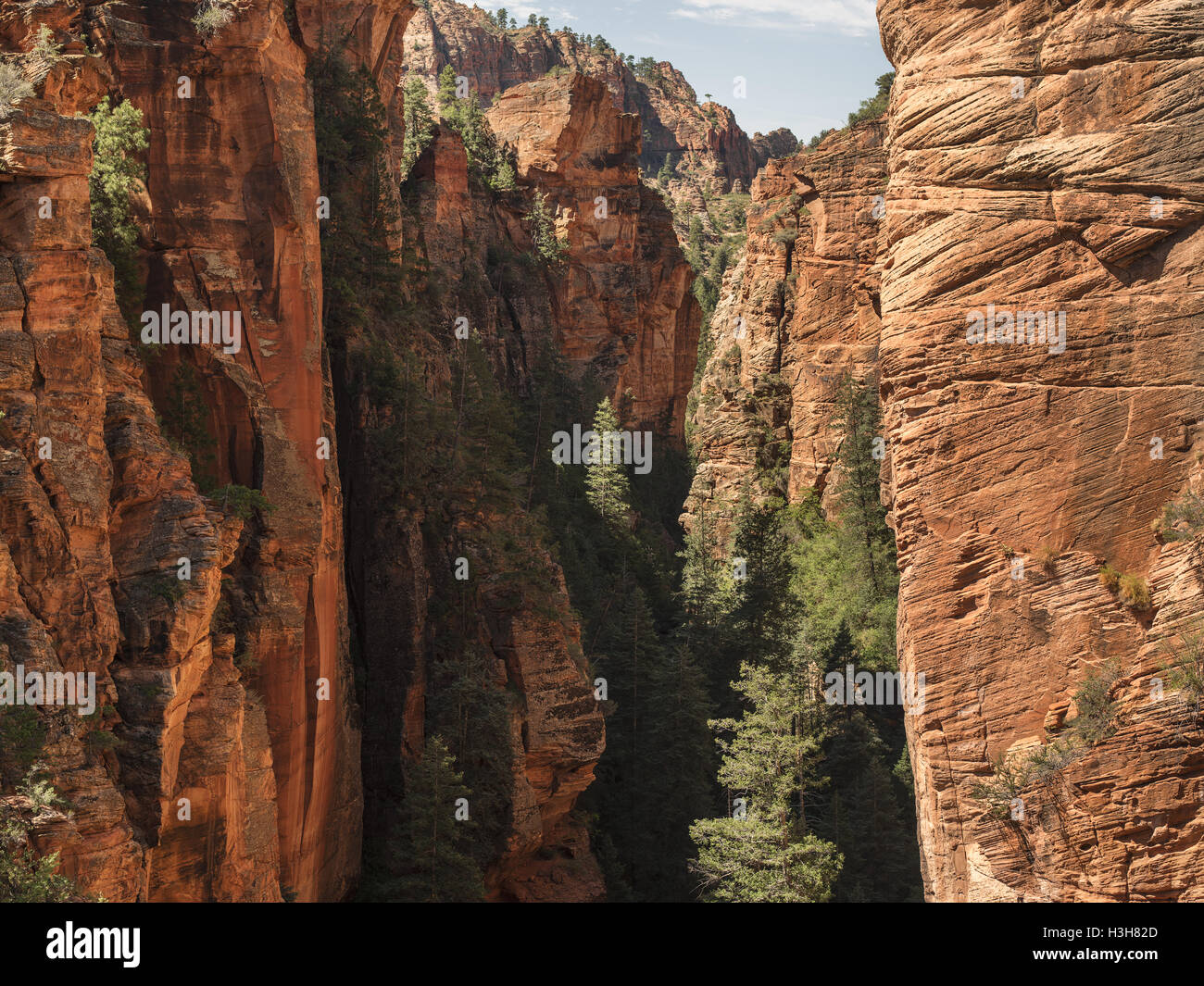 Red rock of Utah's Zion National Park Stock Photo - Alamy