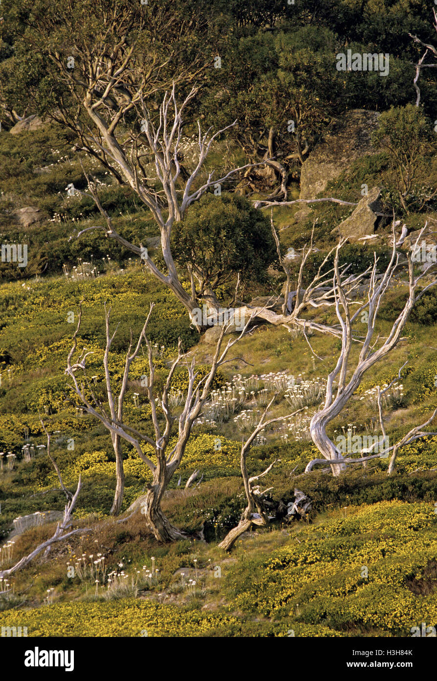 Snow gum (Eucalyptus pauciflora Stock Photo - Alamy