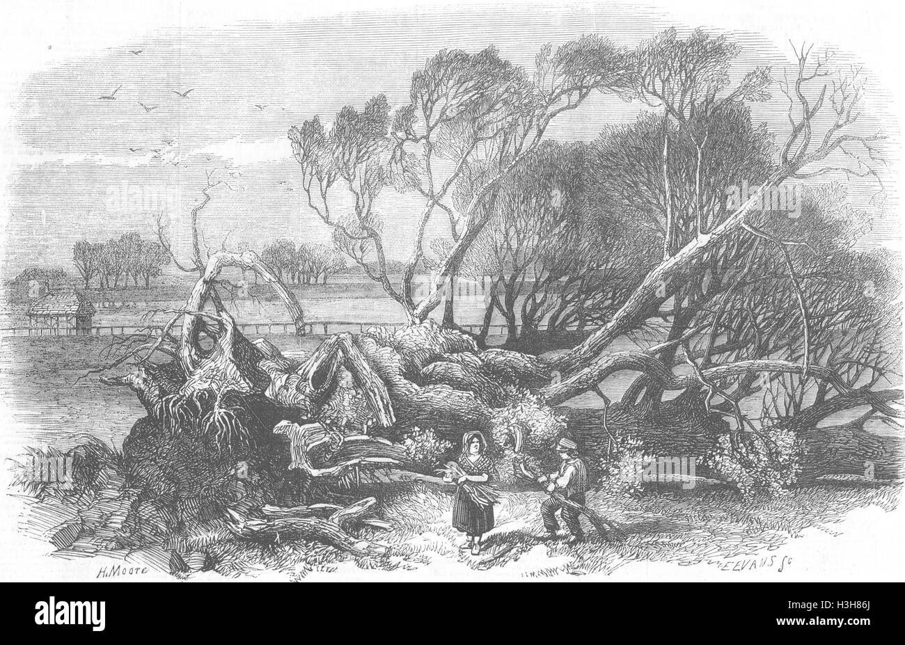 Old elm tree Black and White Stock Photos & Images - Alamy