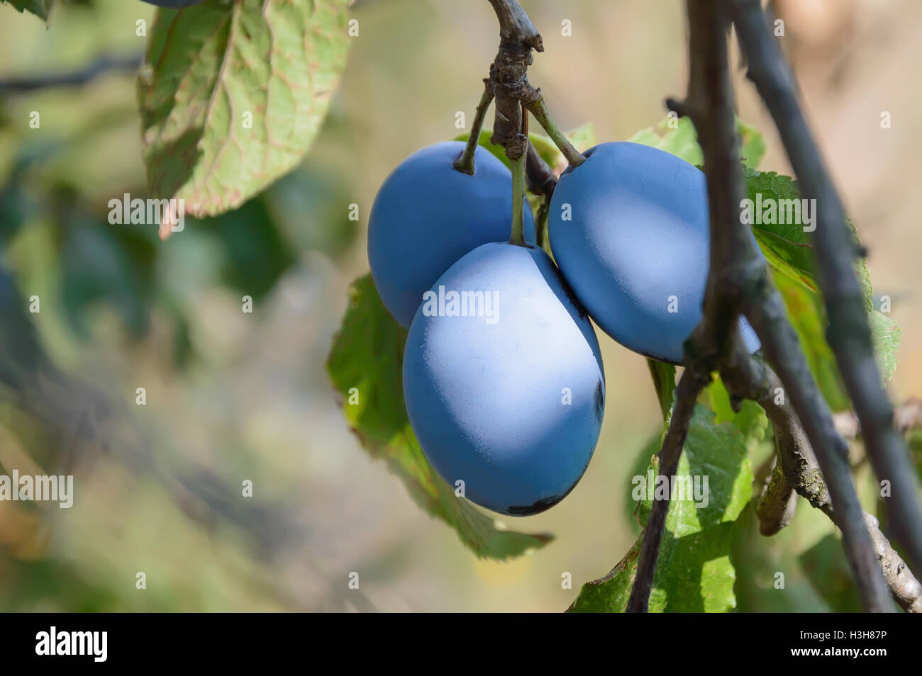 Plum tree with ripe blue fruits and green leaves on branch with blurred ...