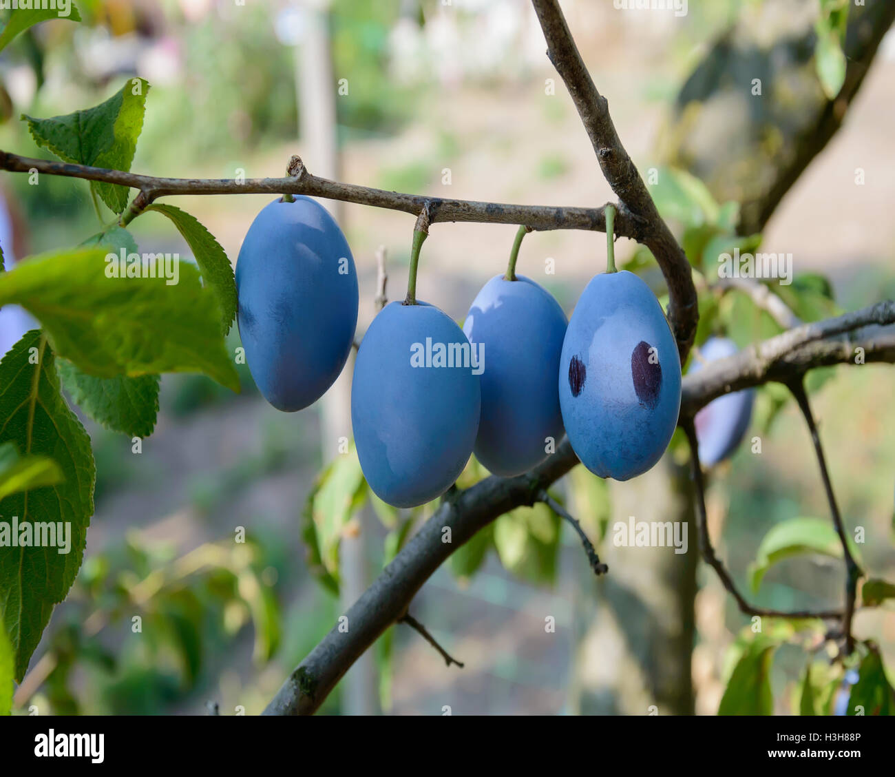 Plum tree with ripe blue fruits and green leaves on branch with blurred ...