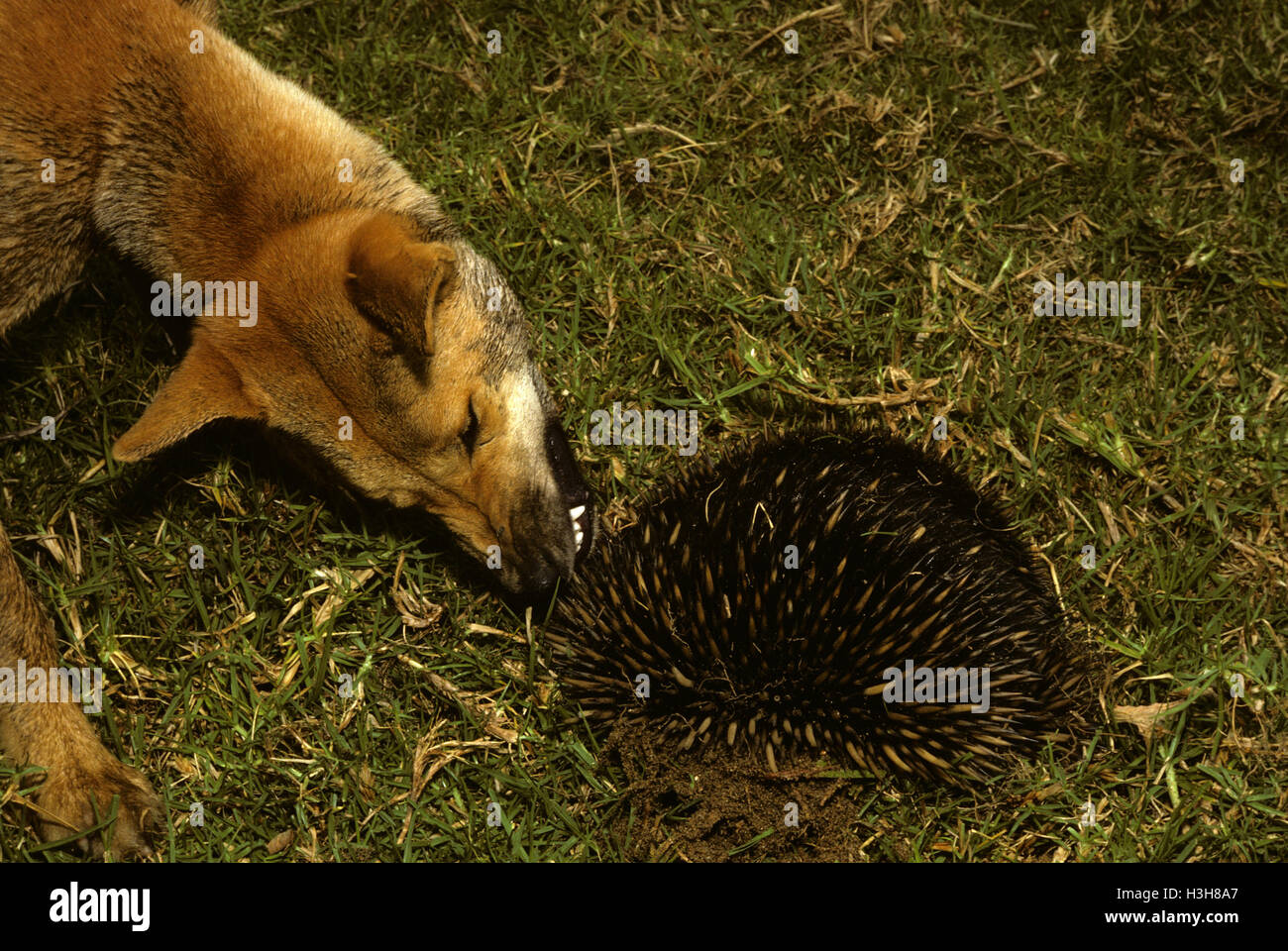 Dingo (Canis dingo Stock Photo - Alamy