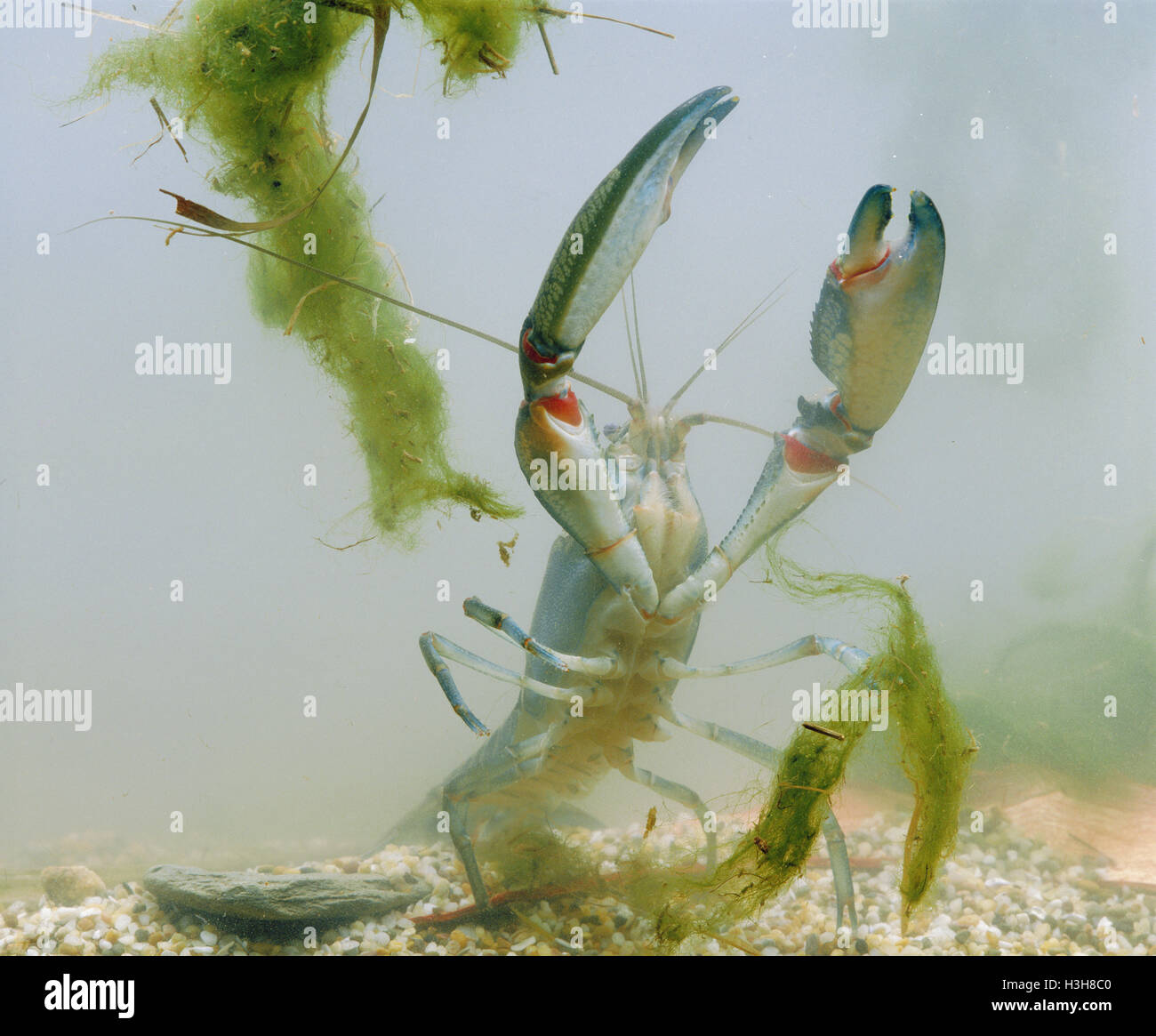 Yabby (Cherax destructor Stock Photo - Alamy