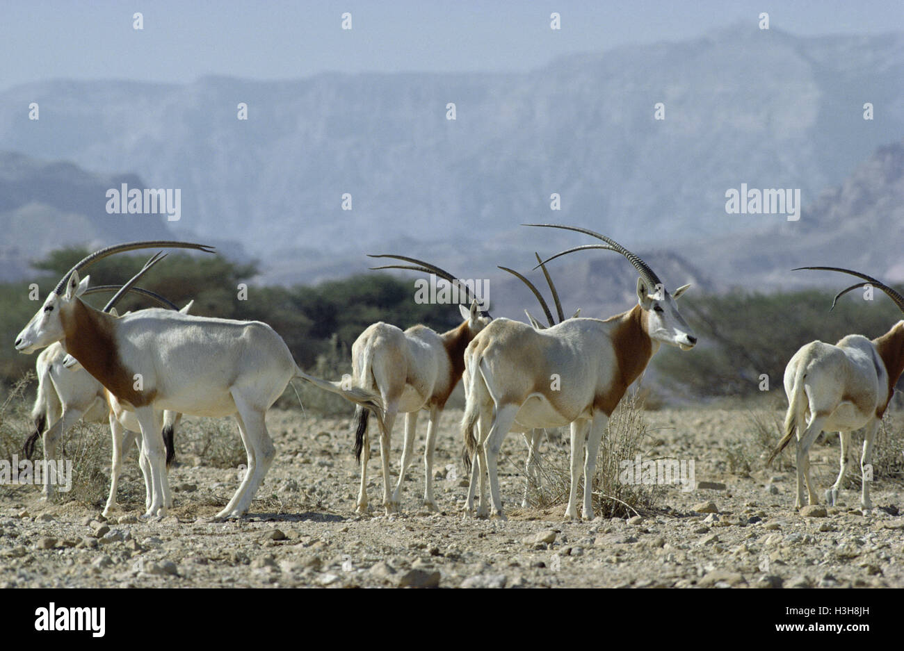 Scimitar-horned oryx (Oryx dammah Stock Photo - Alamy