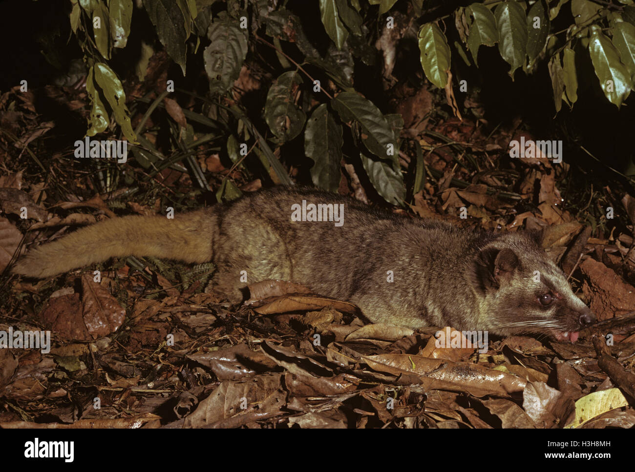 Himalayan Palm Civet