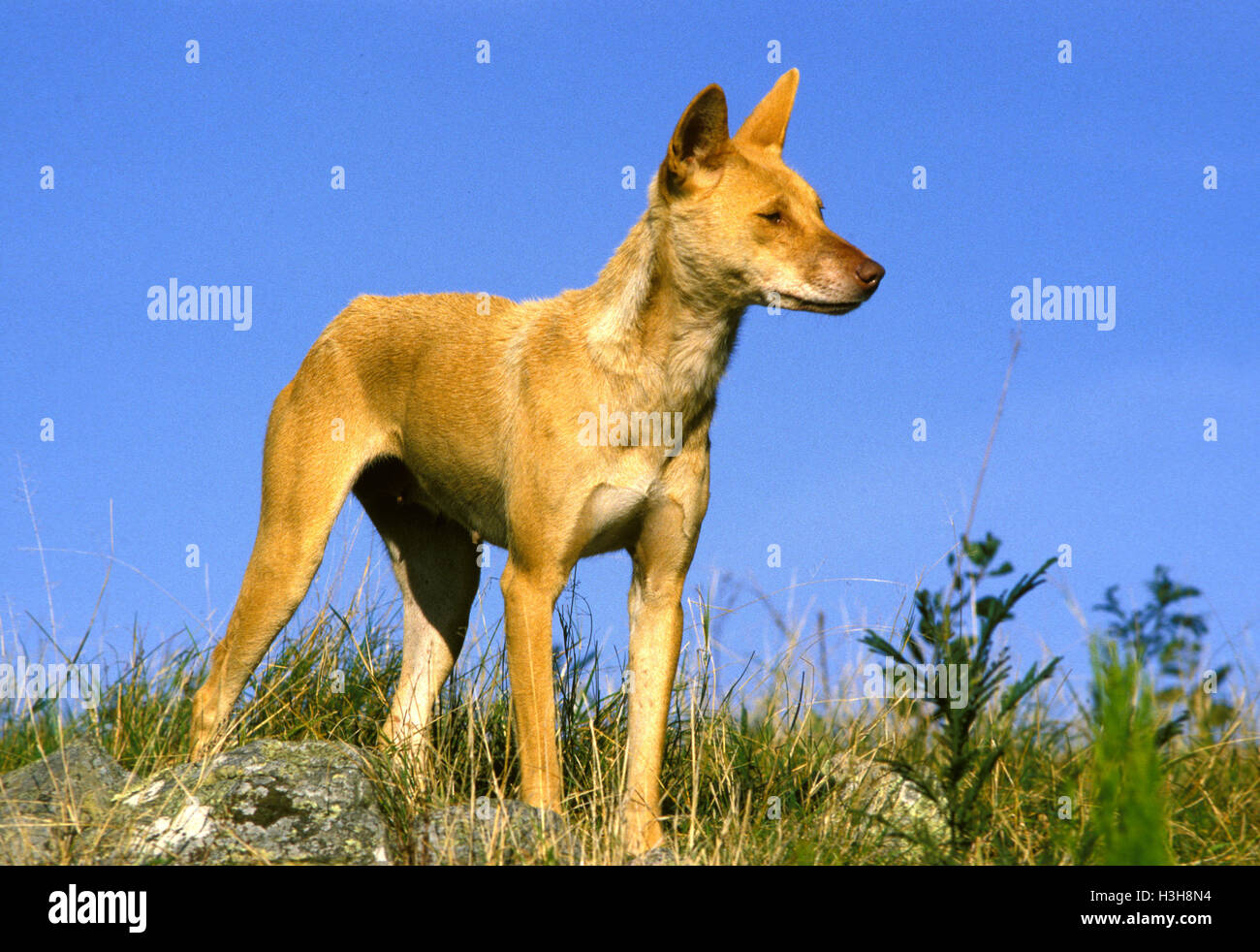 Dingo (Canis dingo Stock Photo - Alamy