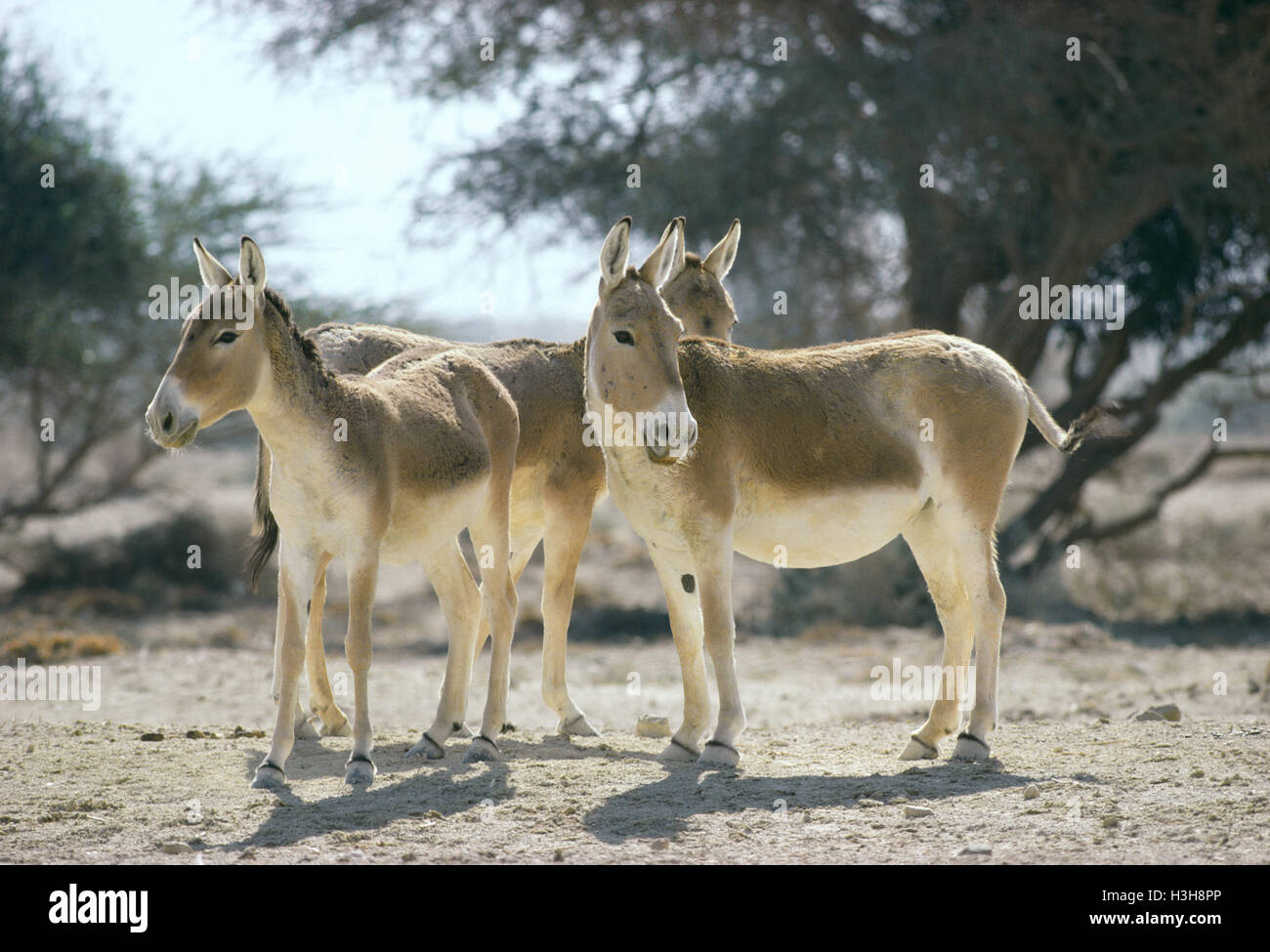 Persian onager (Equus hemionus onager Stock Photo - Alamy