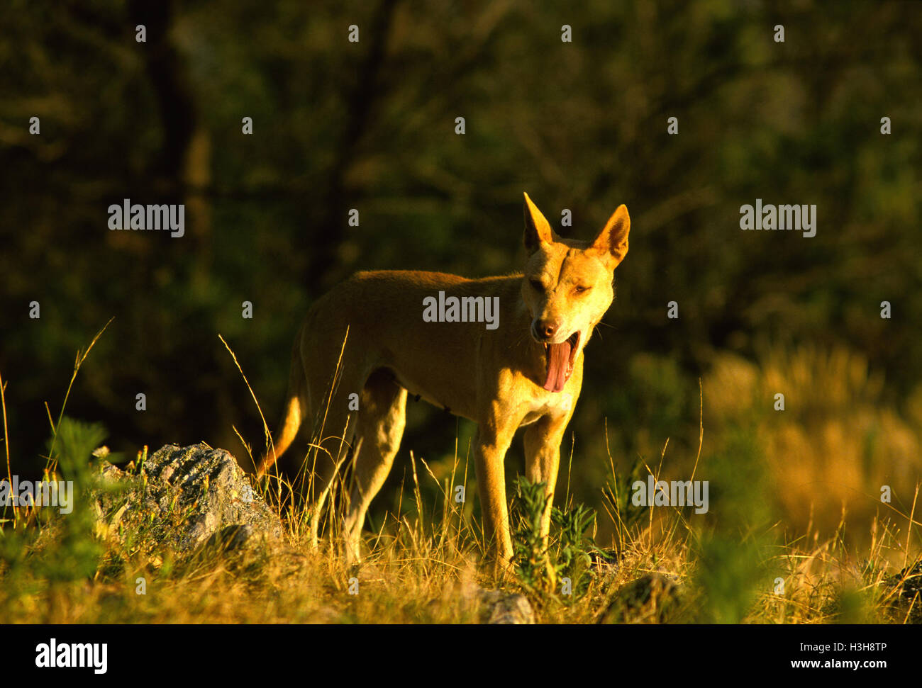 Dingo (Canis dingo Stock Photo - Alamy
