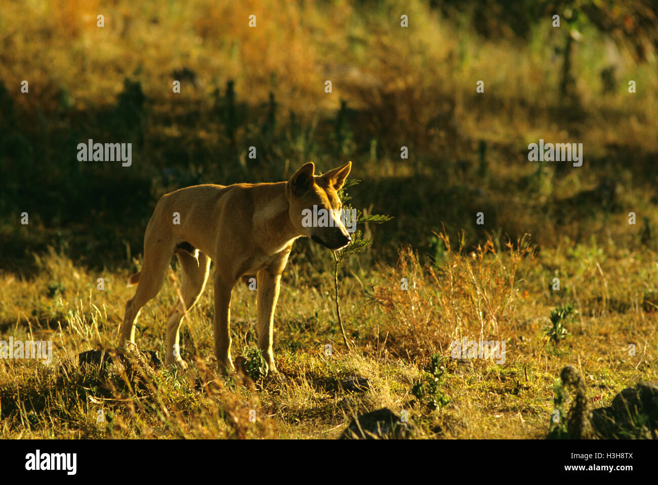 Dingo (Canis dingo Stock Photo - Alamy