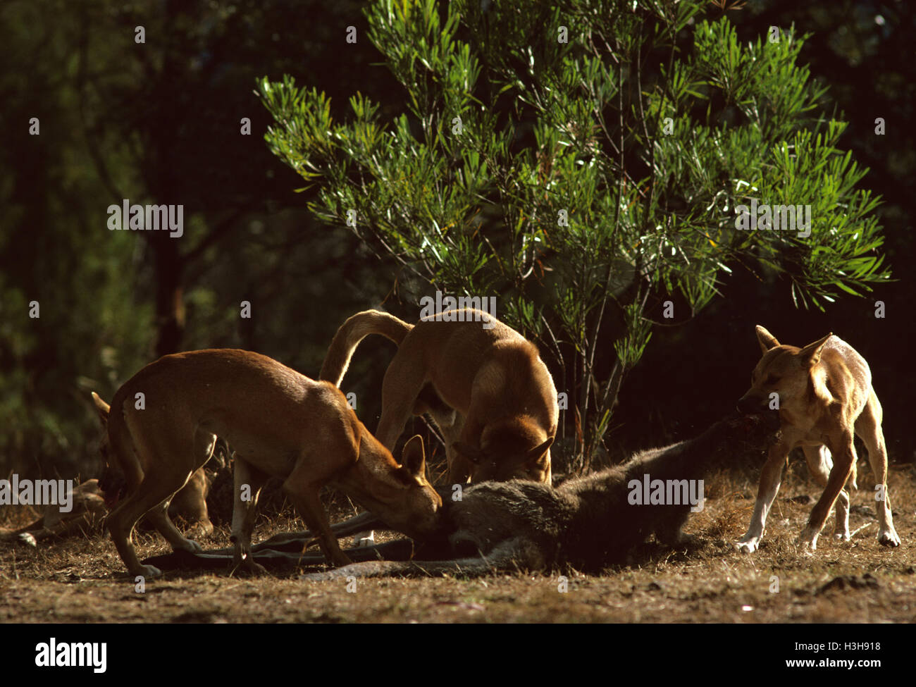 Dingo eating hi-res stock photography and images - Alamy