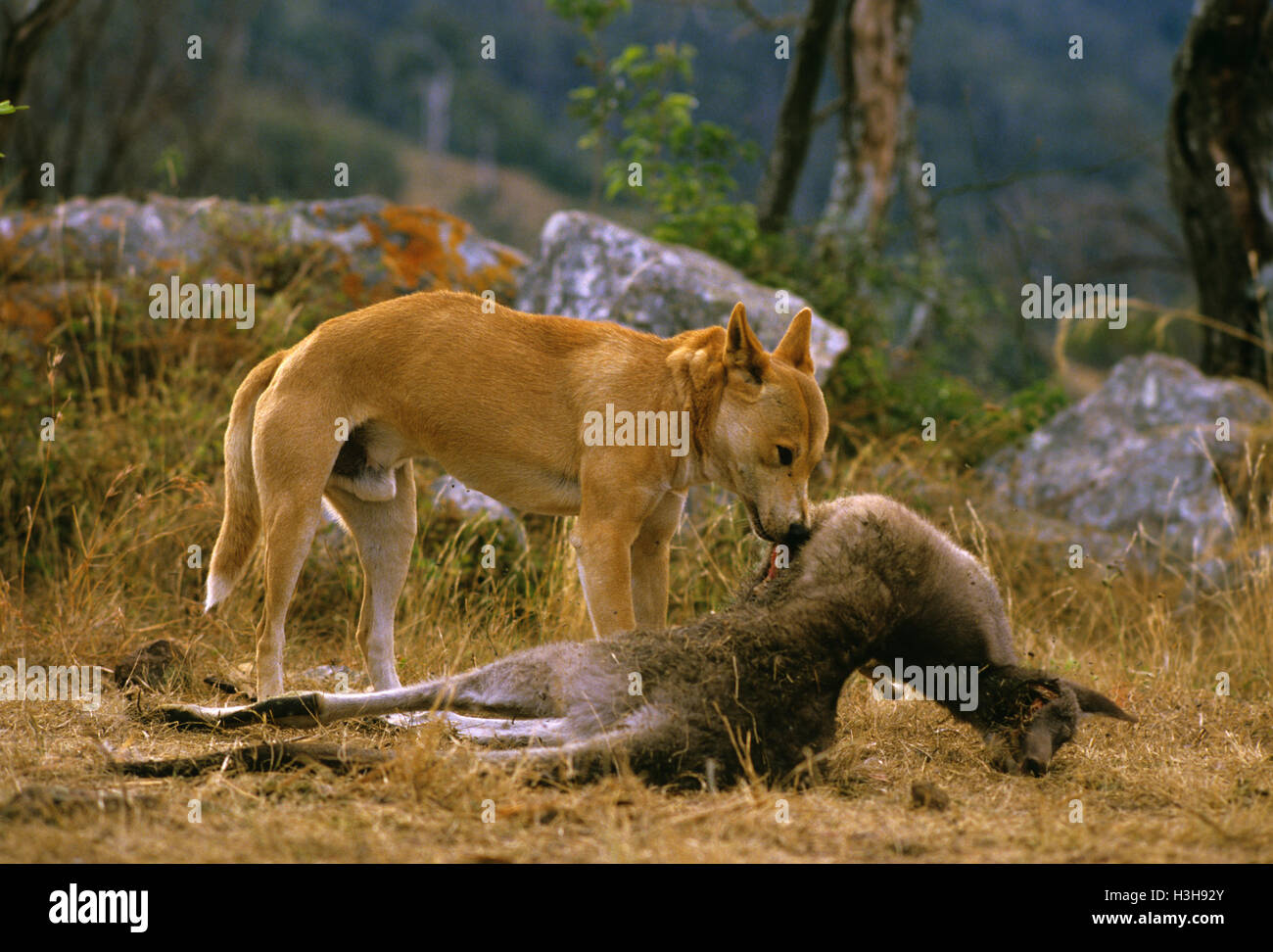 Dingo feeding hi-res stock photography and images - Alamy