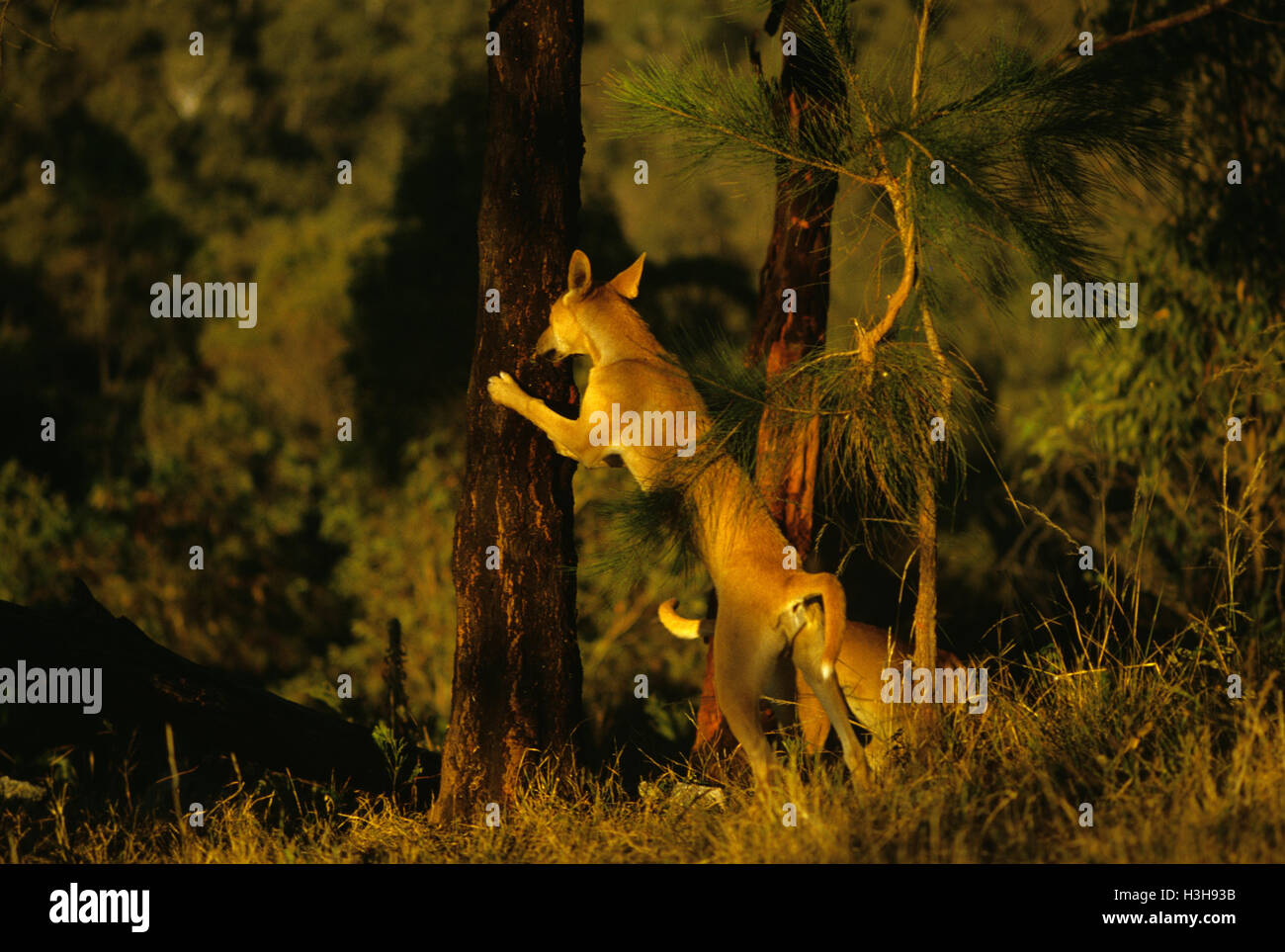 Dingo (Canis dingo Stock Photo - Alamy