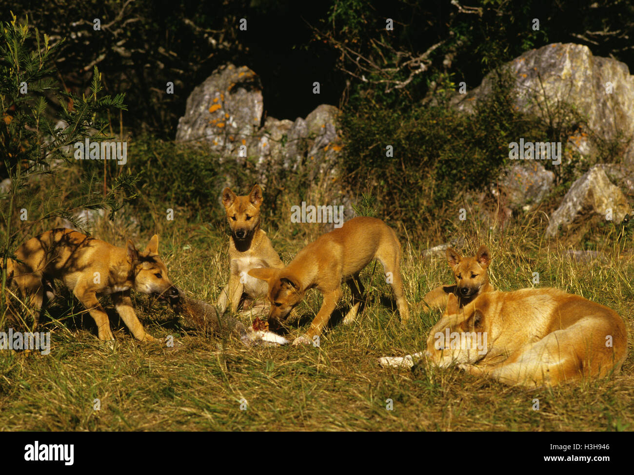 Dingo (Canis dingo Stock Photo - Alamy