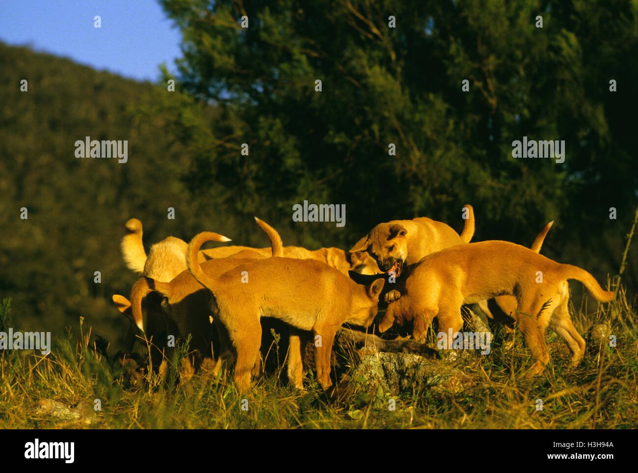 Dingo eating hi-res stock photography and images - Alamy