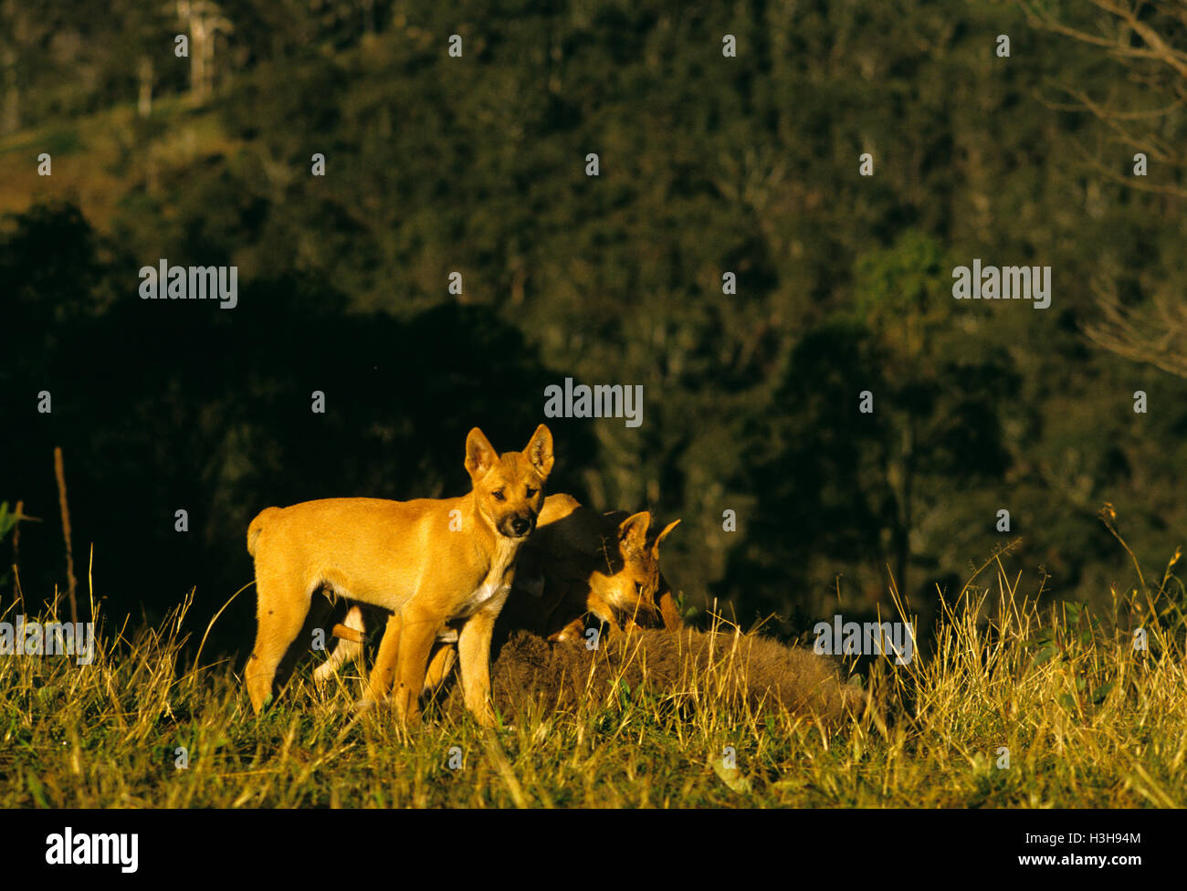 Dingo eating hi-res stock photography and images - Alamy