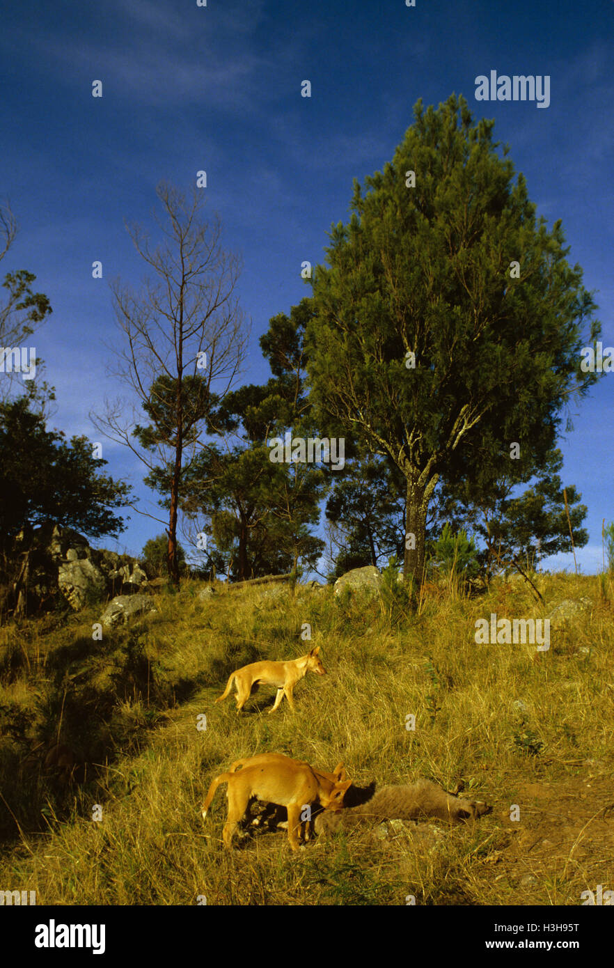 Dingo eating hi-res stock photography and images - Alamy