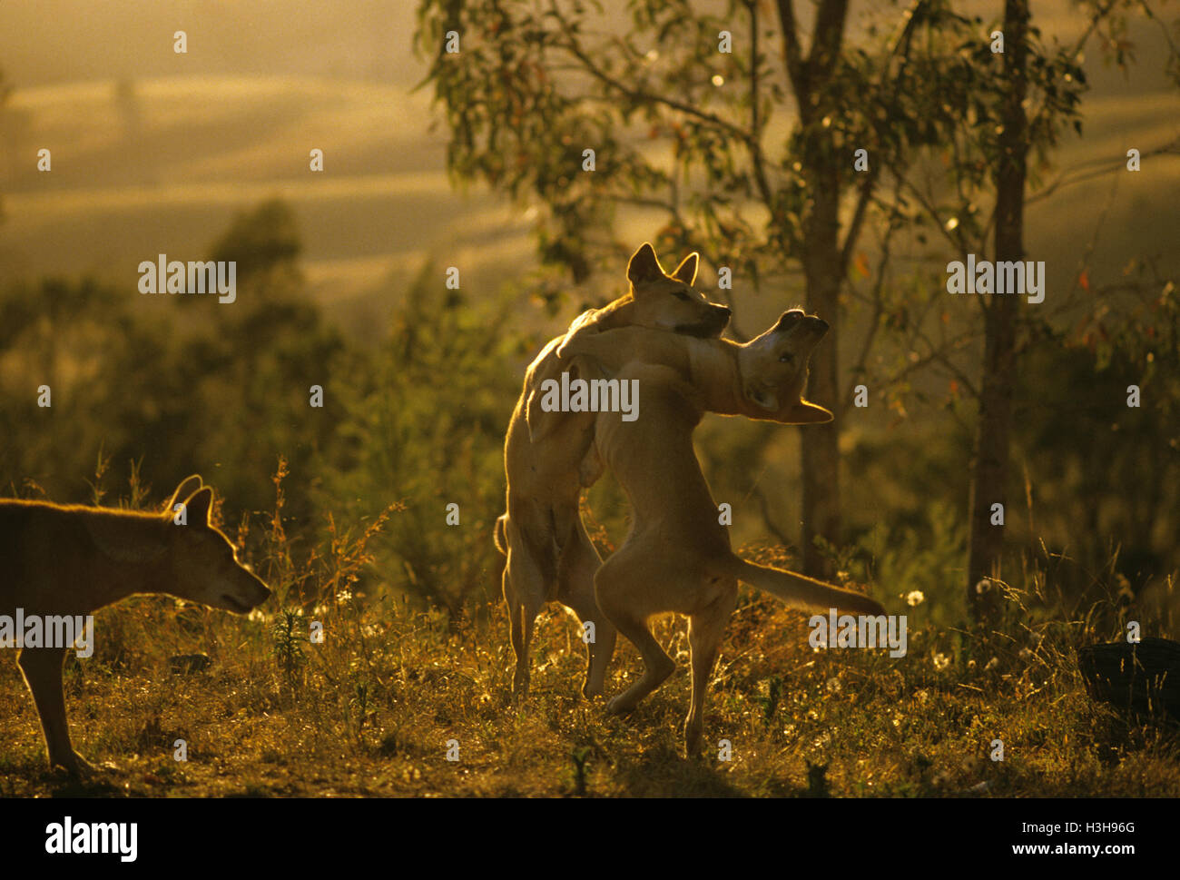 Wild dingo fight hi-res stock photography and images - Alamy