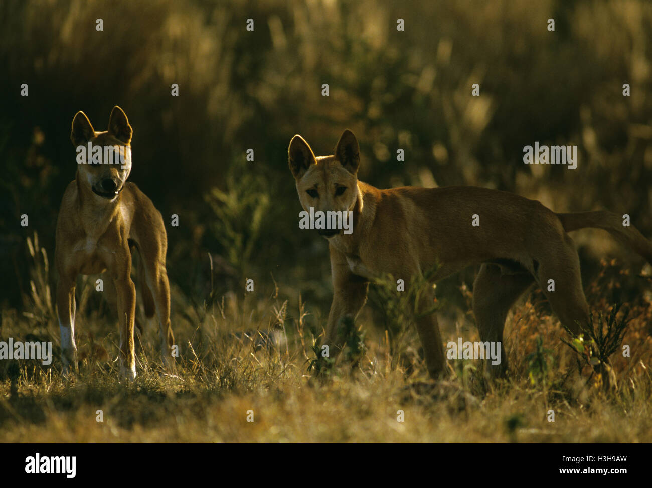 Dingo (Canis dingo Stock Photo - Alamy