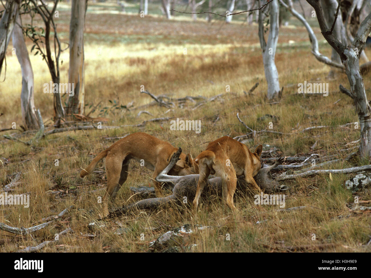 Dingo eating hi-res stock photography and images - Alamy