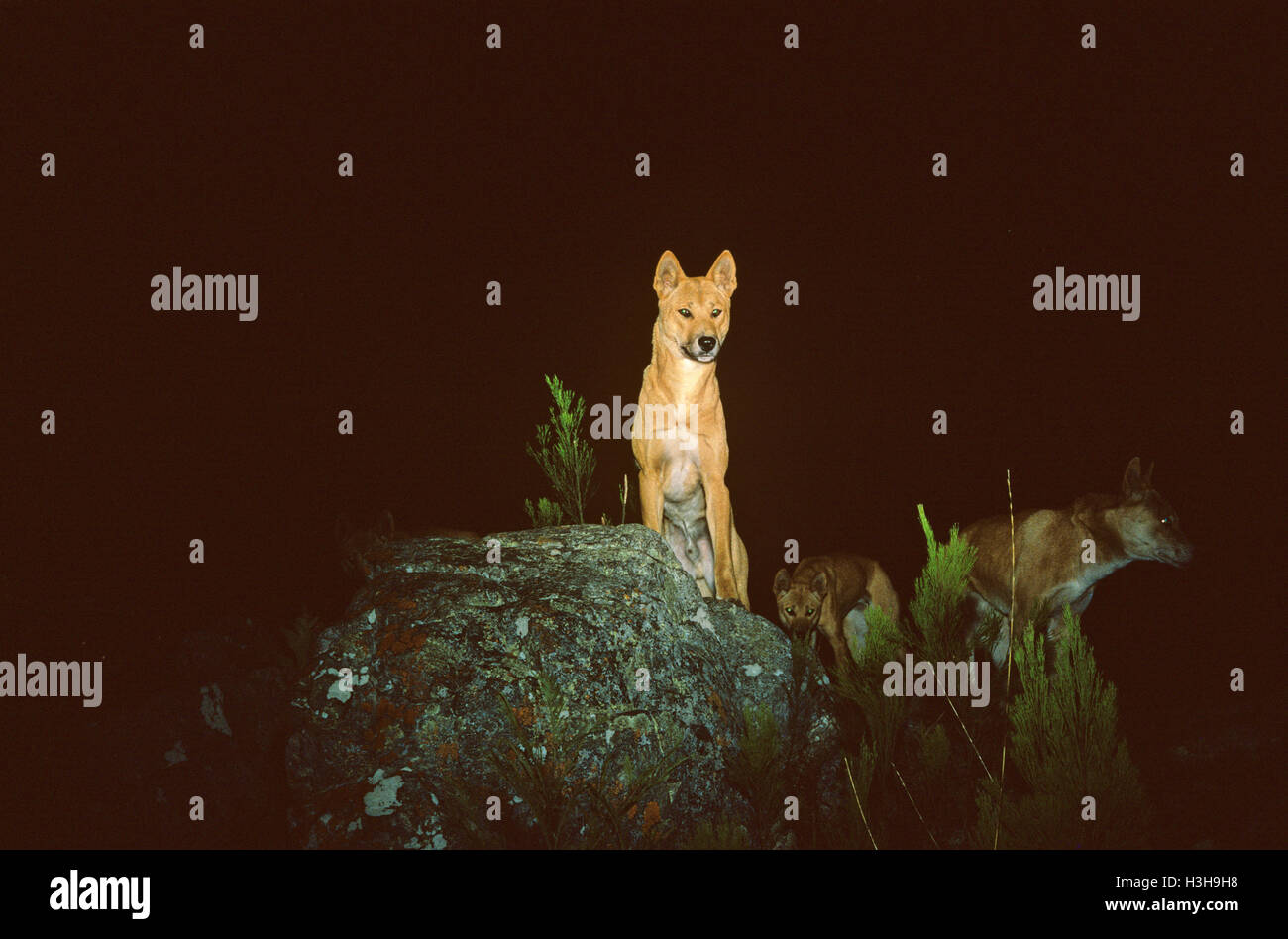 Dog alert predator night hi-res stock photography and images - Alamy