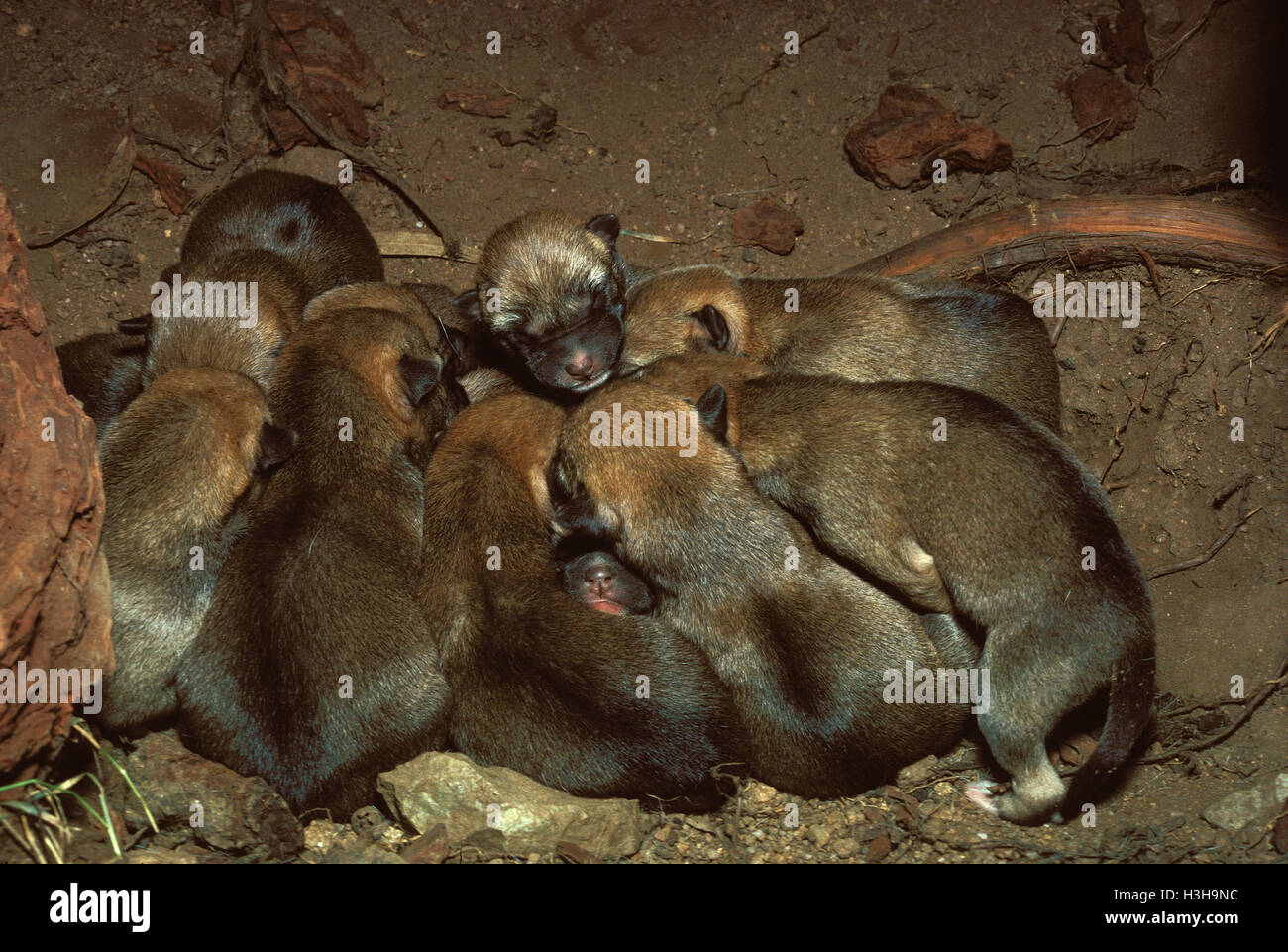 Dingo (Canis dingo Stock Photo - Alamy