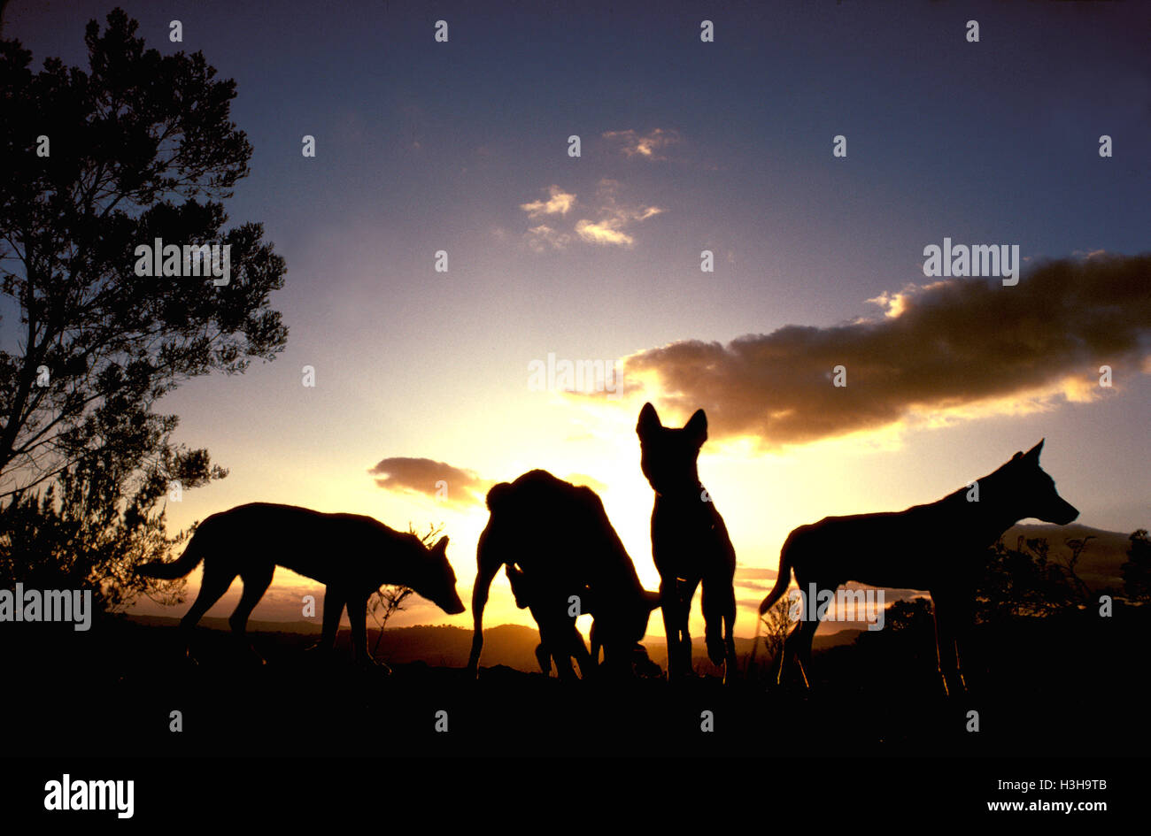 Dingo pack hi-res stock photography and images - Alamy