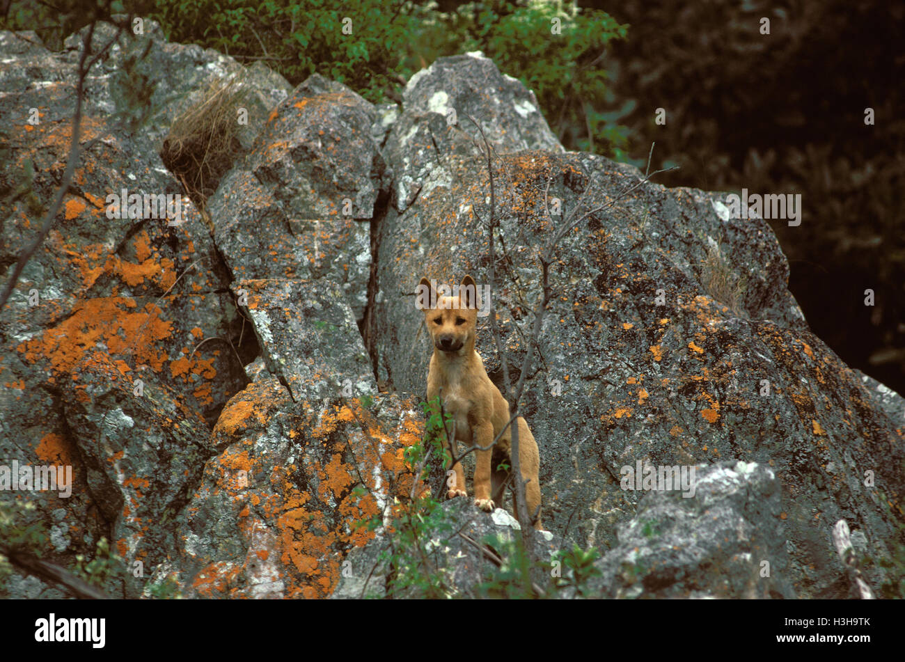 Dingo (Canis dingo Stock Photo - Alamy