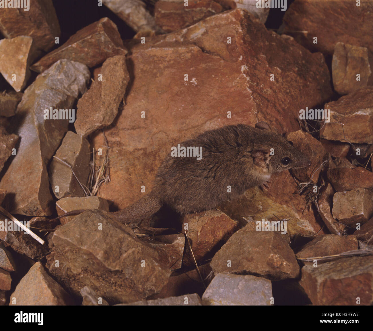 Fat tailed false antechinus hi-res stock photography and images - Alamy