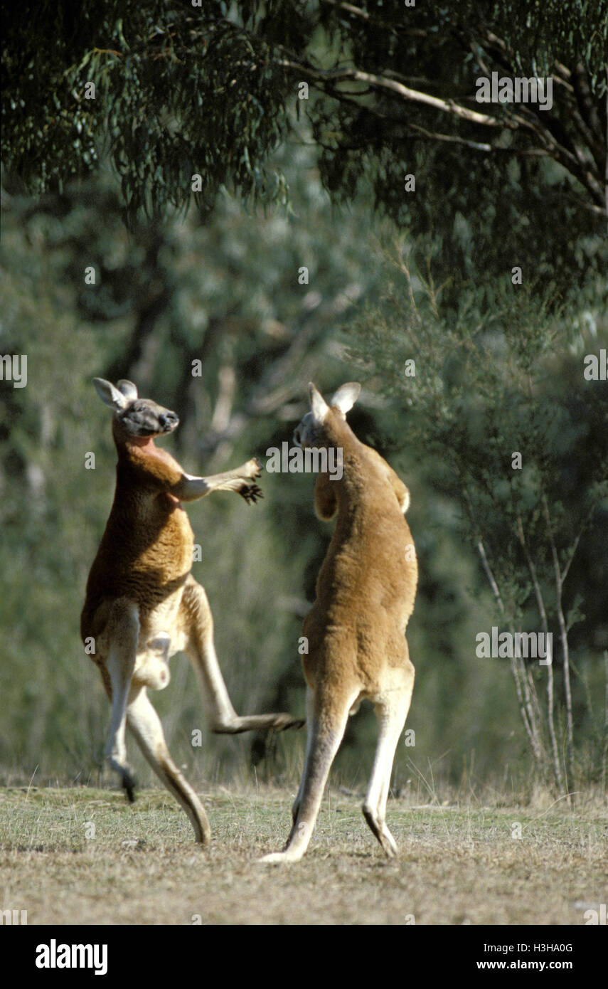Red kangaroo (Macropus rufus Stock Photo - Alamy