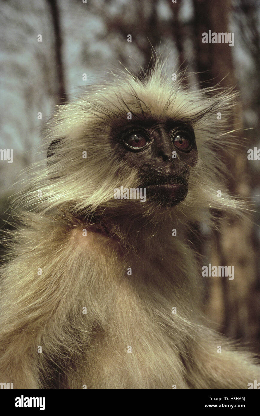 Golden langur (Trachypithecus geei Stock Photo - Alamy