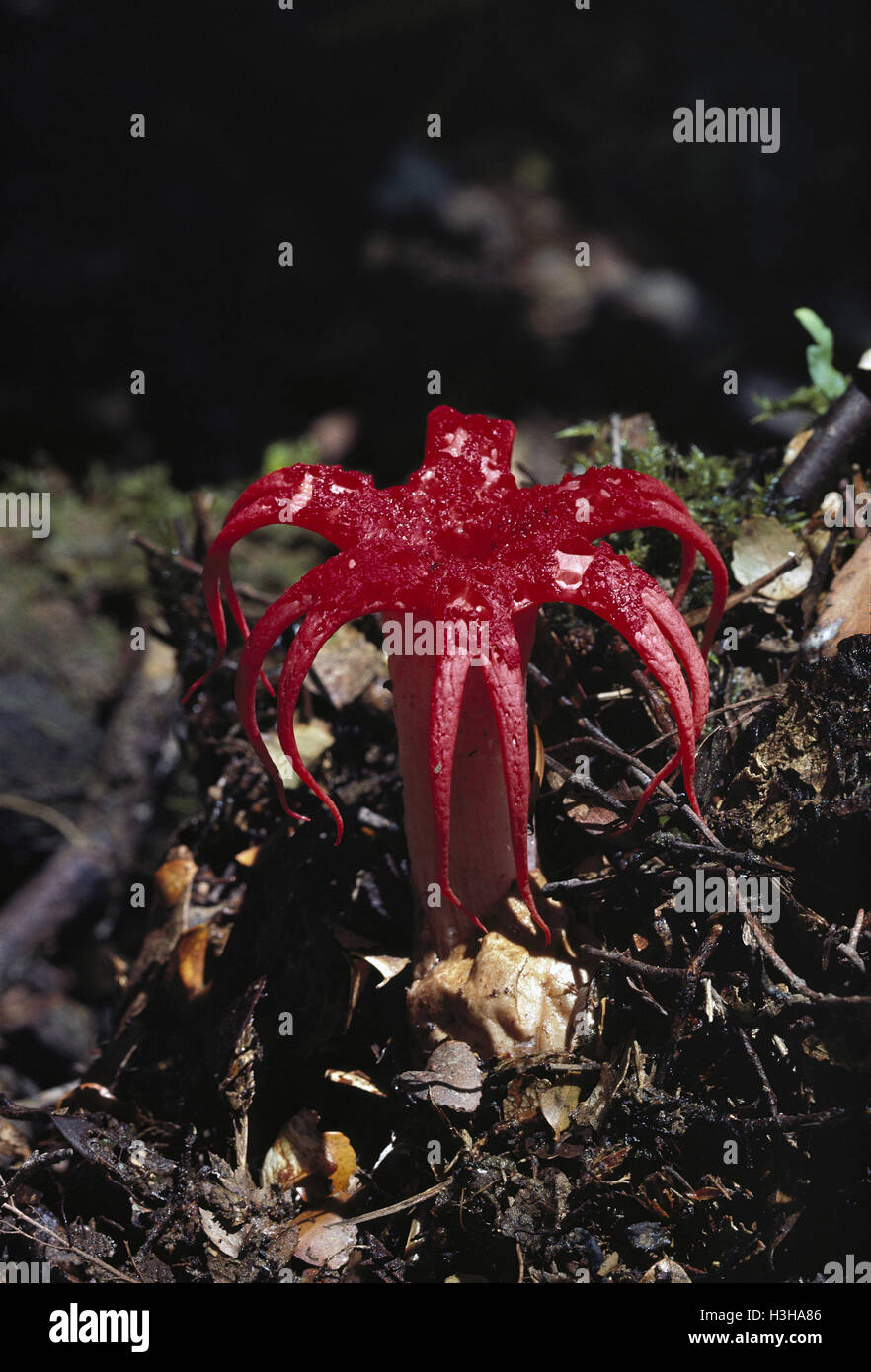 Octopus stinkhorn hi-res stock photography and images - Alamy