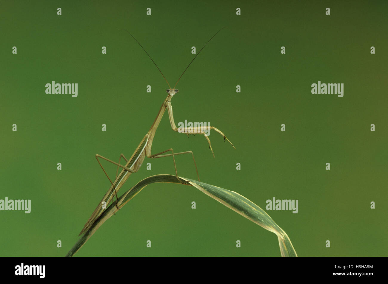 Australian praying mantis hi-res stock photography and images - Alamy