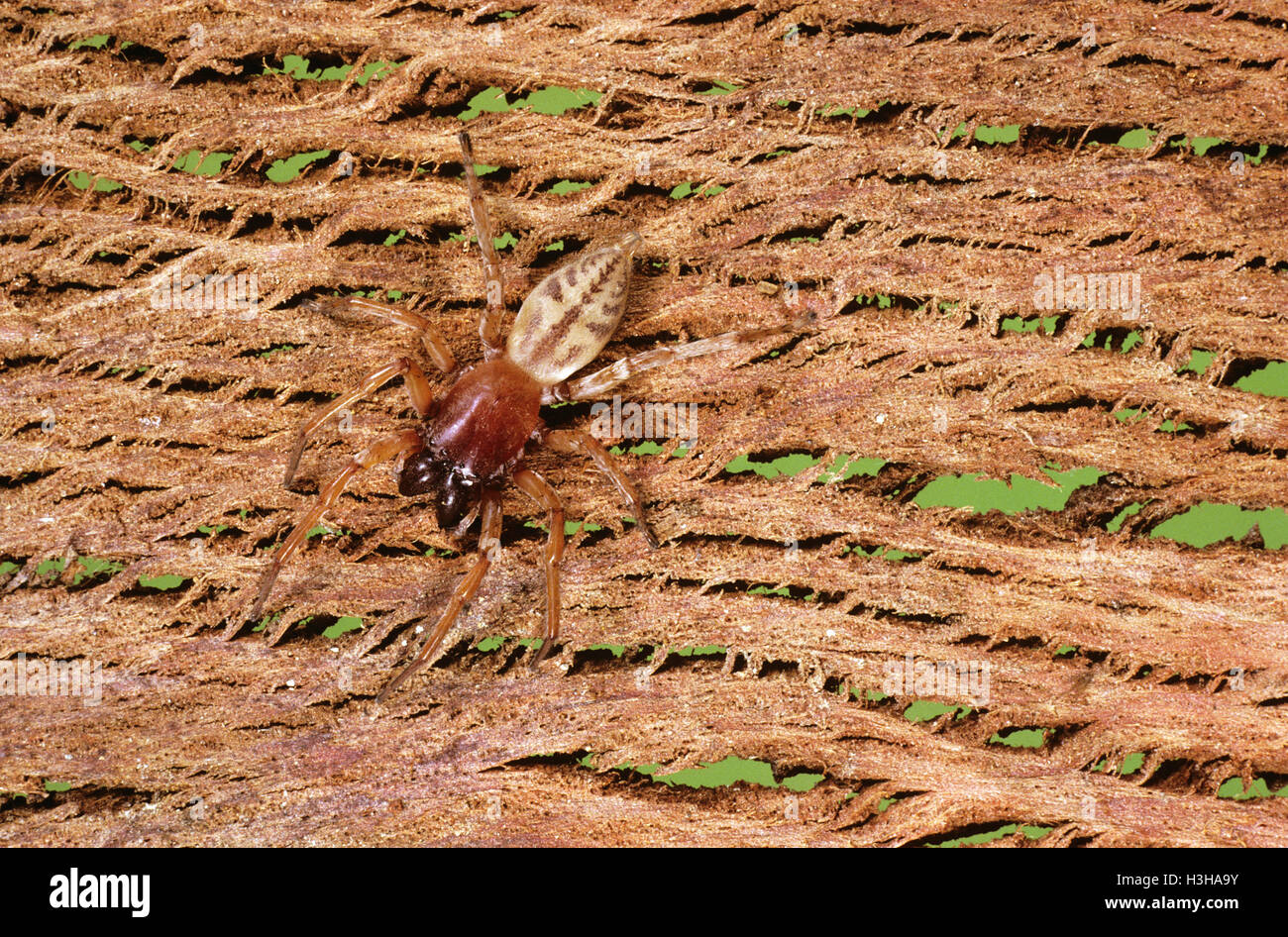 Australian Spiders Stock Photos & Australian Spiders Stock Images - Alamy