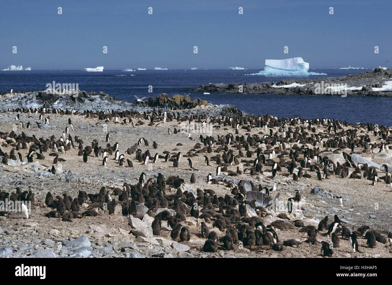Adelie penguin (Pygoscelis adeliae Stock Photo - Alamy