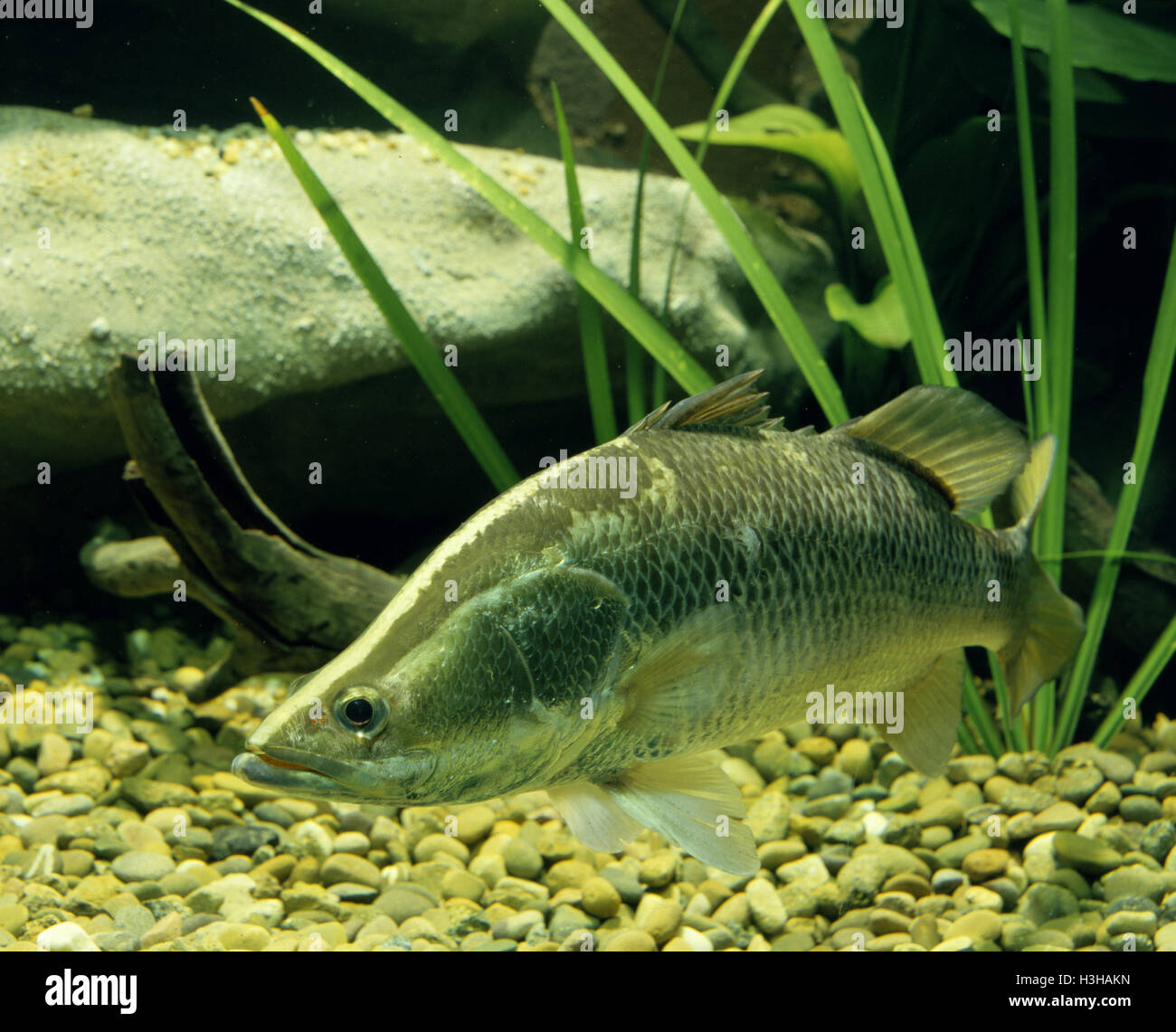 Barramundi (Lates calcarifer Stock Photo - Alamy