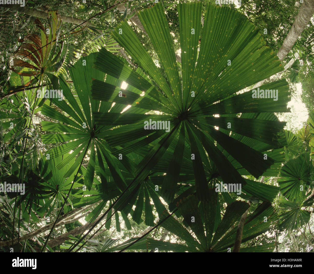 Australian fan palm licuala hi-res stock photography and images - Alamy