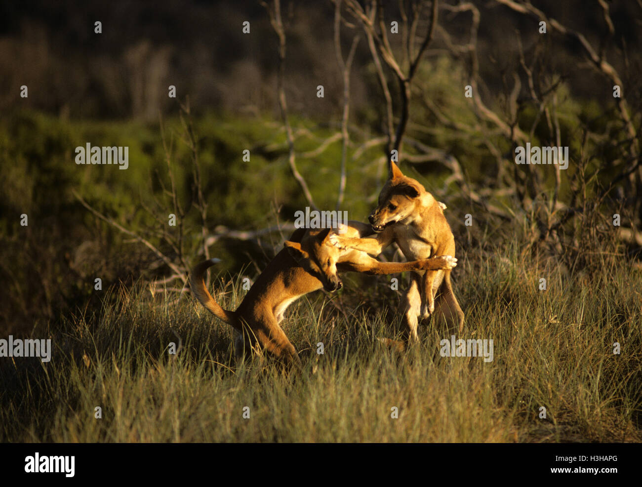 Dingo (Canis dingo Stock Photo - Alamy