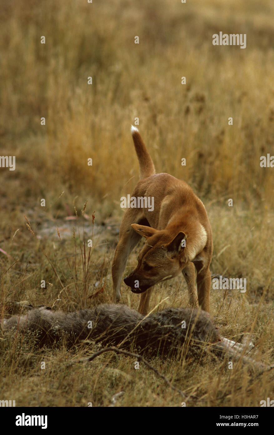 Australian Dingo Eating
