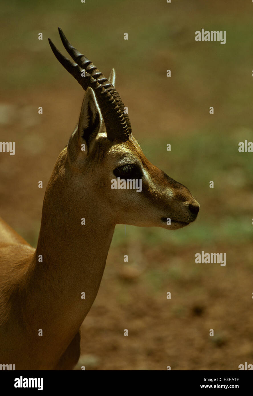 Mountain gazelle (Gazella gazella Stock Photo - Alamy